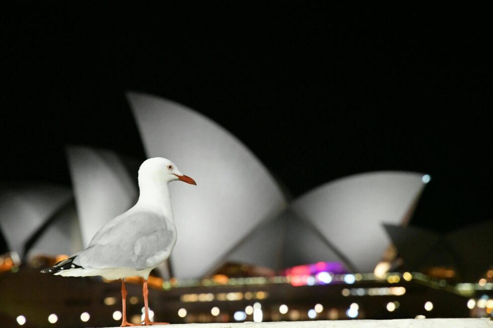 NSW Just Opened 491 Visa NSW Just Opened 491 Visa
